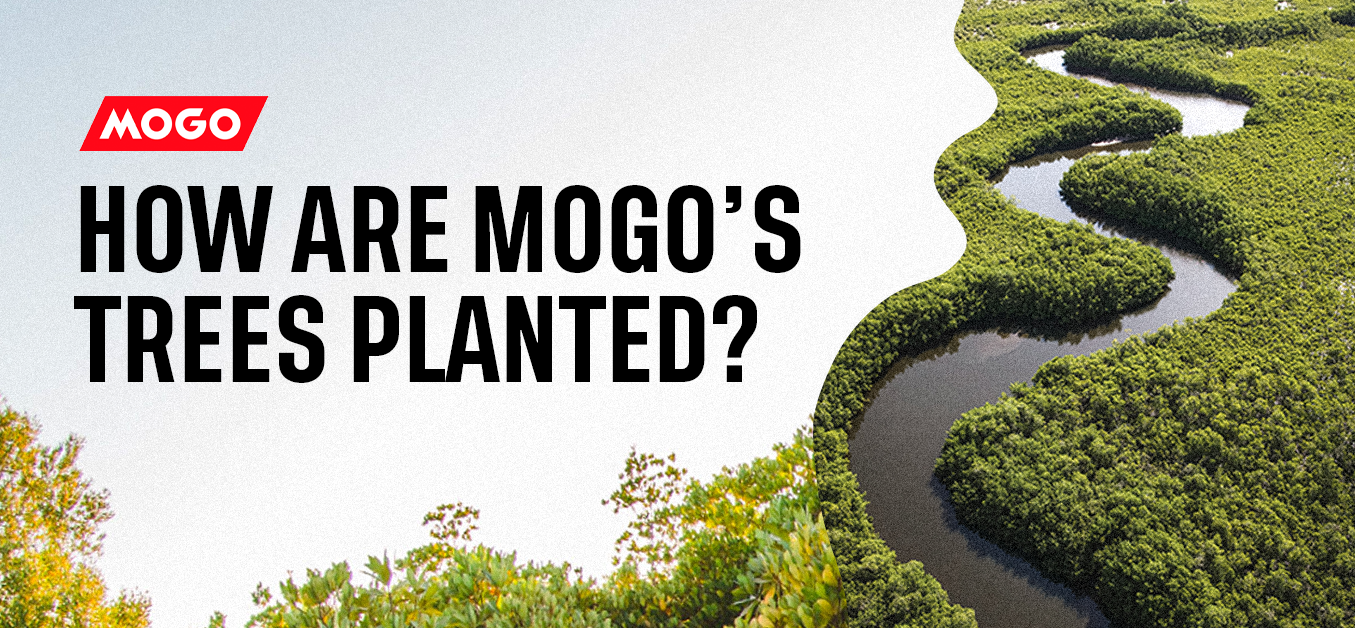 How Are Mogo’s Trees Planted? | Mogo