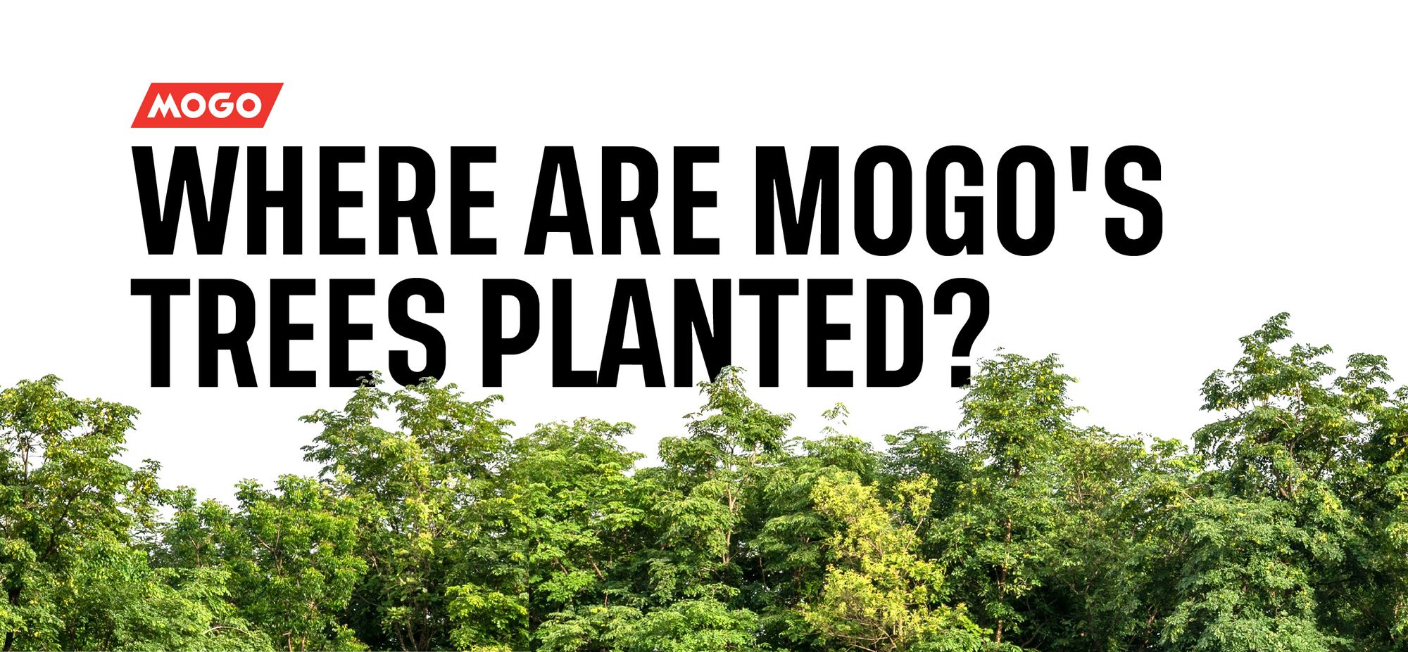Where Are Mogo's Trees Planted? | Mogo